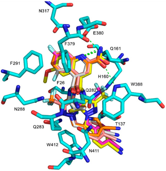Conformational Studies of Glucose Transporter 1 (GLUT1) as an ...