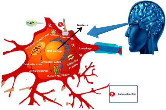 Putative Roles of Plant-Derived Tannins in Neurodegenerative and ...