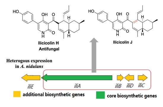 Molecules | Free Full-Text | Heterologous Expression of Ilicicolin H ...