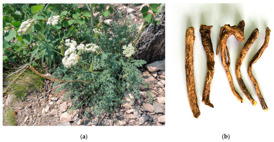 Khellactone Derivatives and Other Phenolics of Phlojodicarpus sibiricus ...