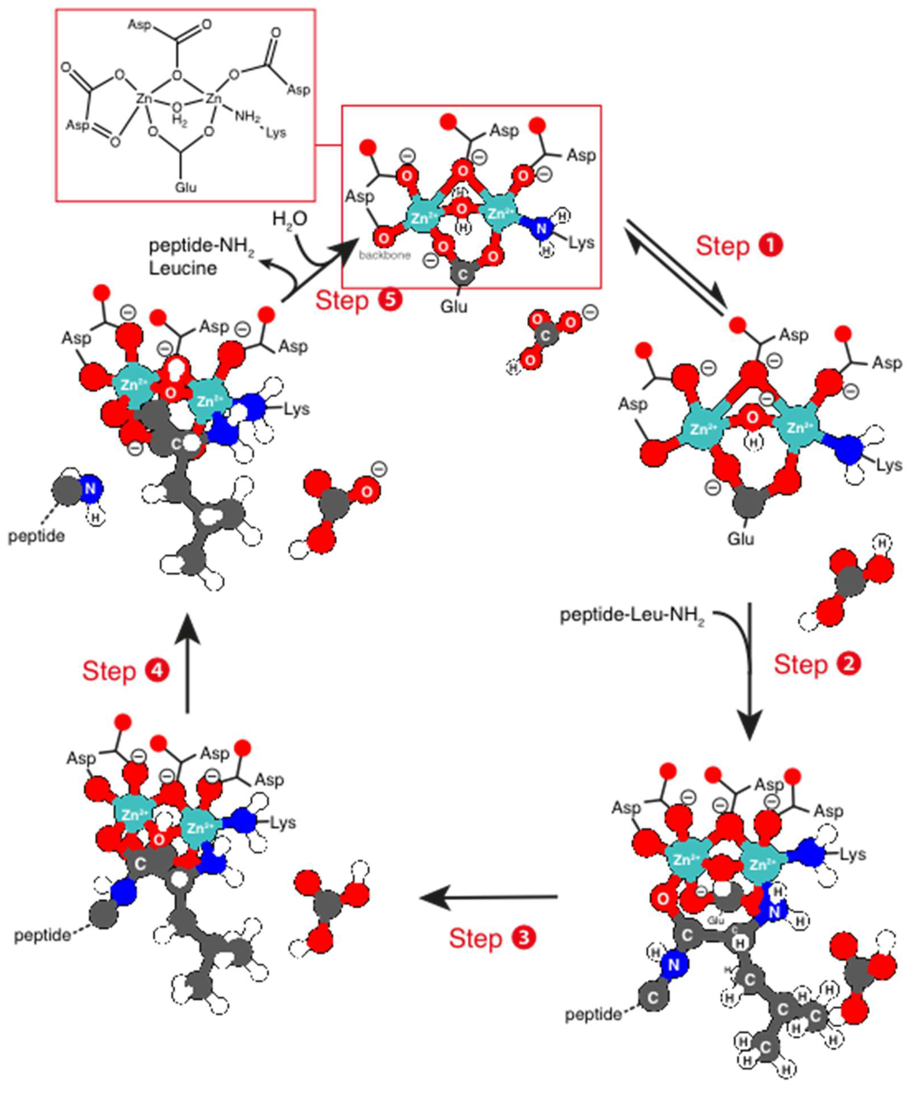 Formation of Unstable and very Reactive Chemical Species Catalyzed by ...