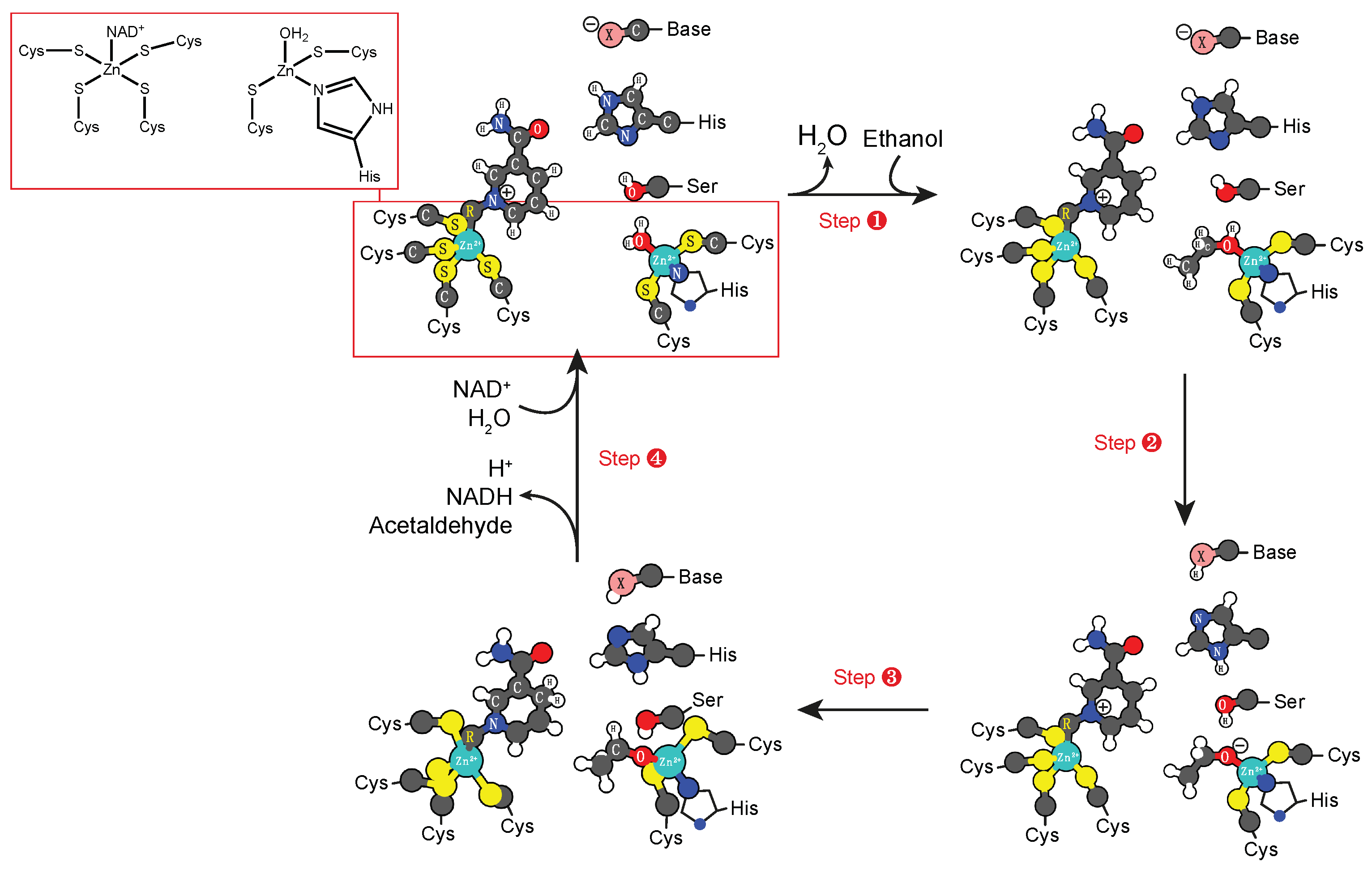 Formation of Unstable and very Reactive Chemical Species Catalyzed by ...