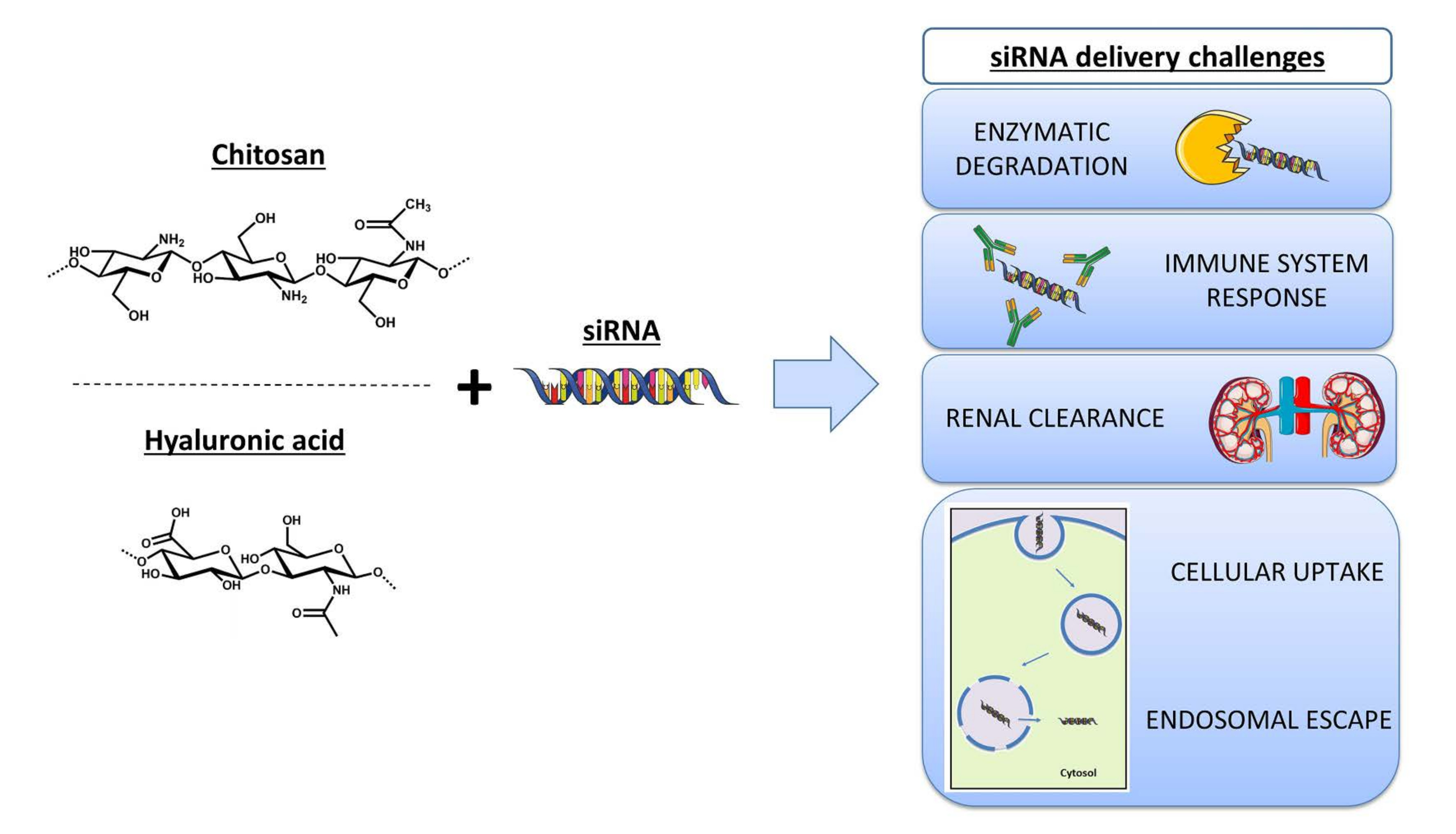 Molecules | Free Full-Text | Natural Polysaccharides for siRNA Delivery: Nanocarriers Based on ...