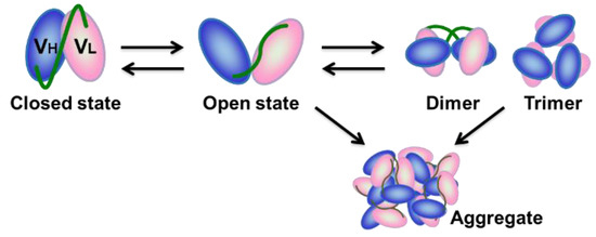Cyclization of Single-Chain Fv Antibodies Markedly Suppressed Their ...