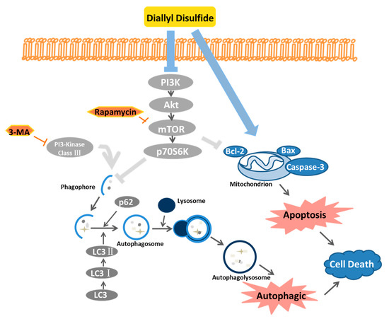 Diallyl Disulfide Induces Apoptosis and Autophagy in Human Osteosarcoma MG-63 Cells through the ...