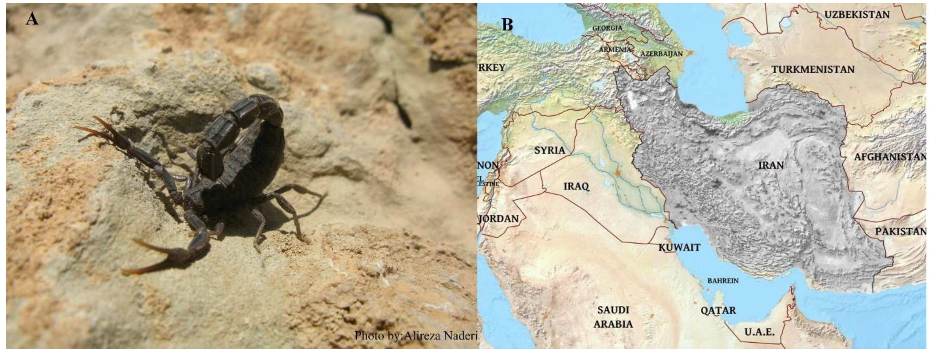 Venoms of Iranian Scorpions (Arachnida, Scorpiones) and Their Potential ...