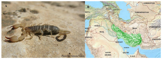 Venoms of Iranian Scorpions (Arachnida, Scorpiones) and Their Potential ...