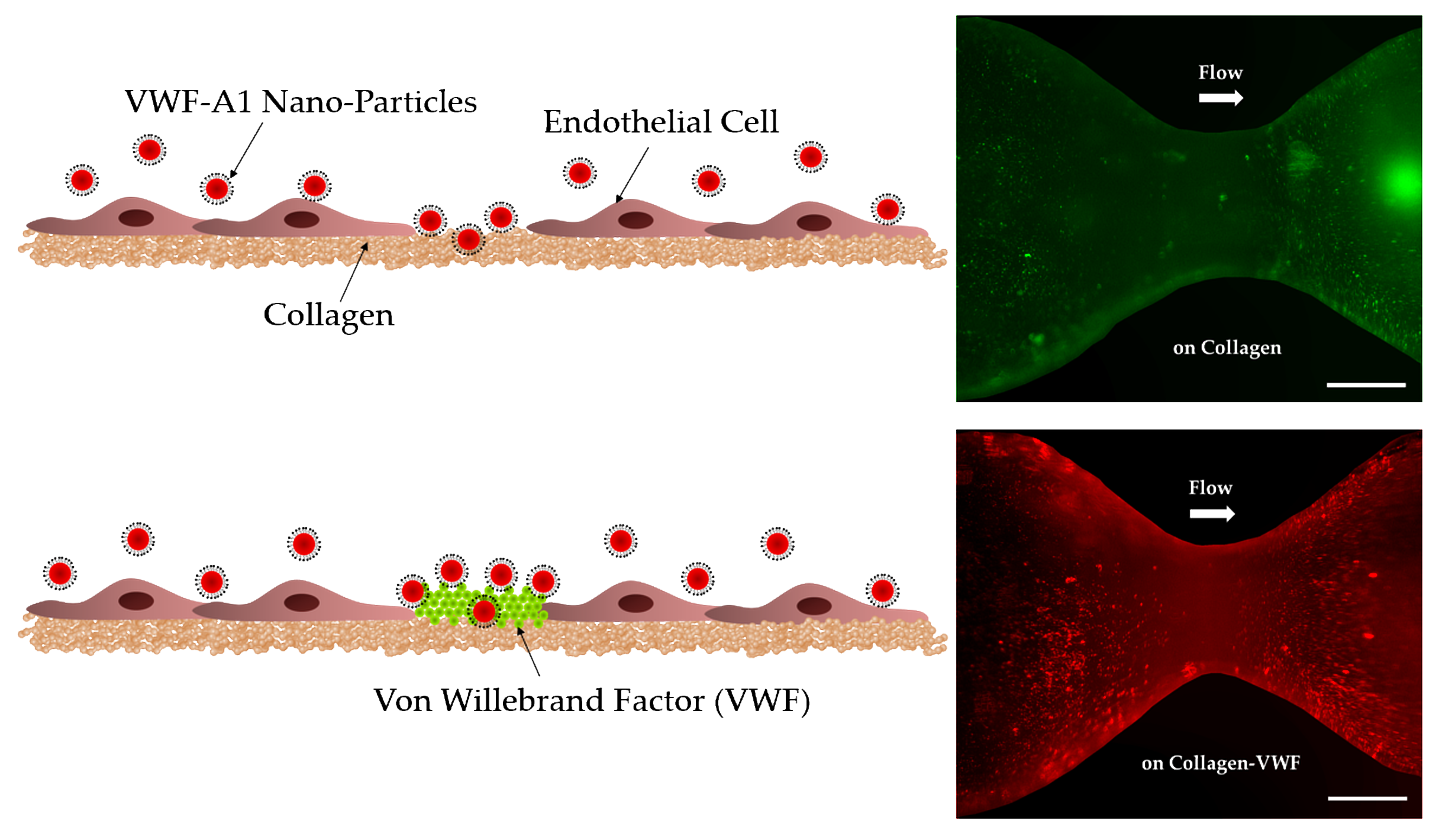 Molecules | Free Full-Text | The Flow Dependent Adhesion of von ...