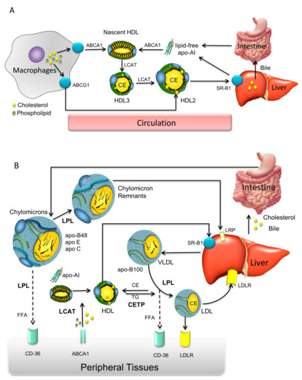 Artificial High Density Lipoprotein Nanoparticles in Cardiovascular ...