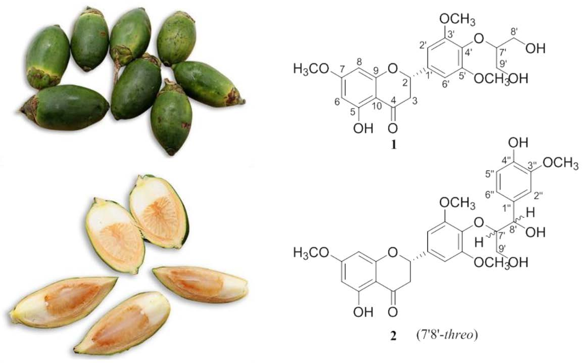 Molecules | Free Full-Text | Two New Flavonoids from the Nuts of Areca catechu