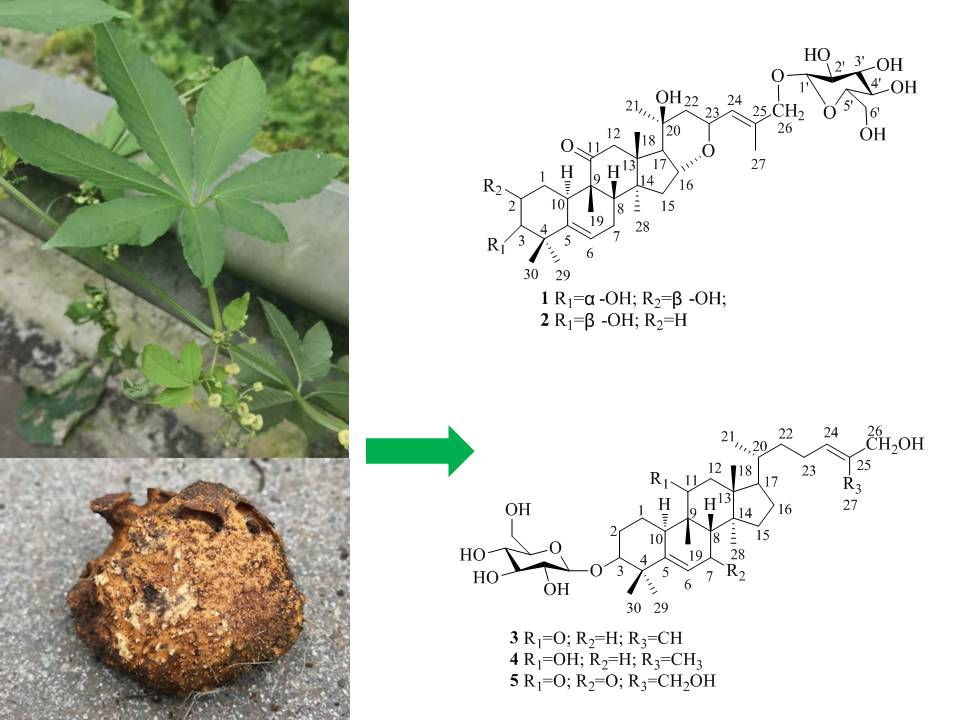 Molecules | Free Full-Text | Five New Cucurbitane-Type Triterpenoid ...