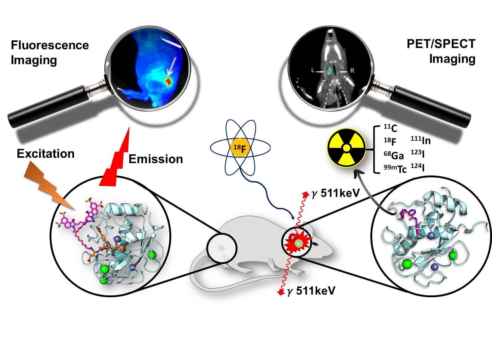 Molecules | Free Full-Text | Molecular Imaging Probes Based on Matrix ...