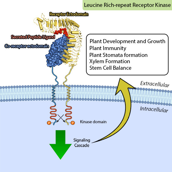 Molecules | Free Full-Text | Plant Leucine-Rich Repeat Receptor Kinase ...