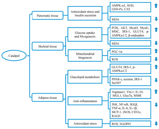 Catalpol in Diabetes and its Complications: A Review of Pharmacology ...