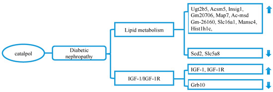 Catalpol in Diabetes and its Complications: A Review of Pharmacology ...