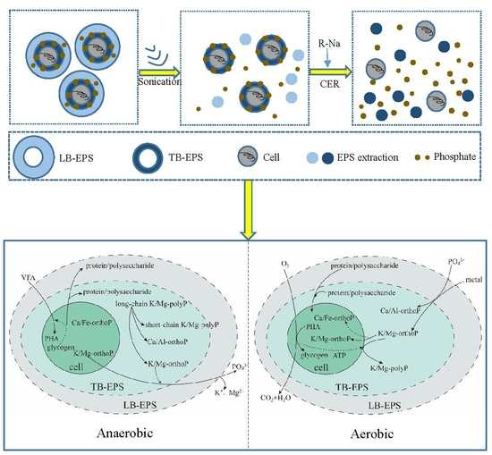 Molecules | Free Full-Text | Layered Extraction and Adsorption ...