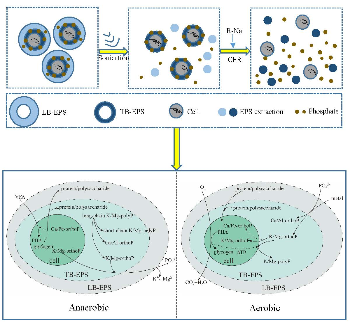 Extracellular Polymeric Substances