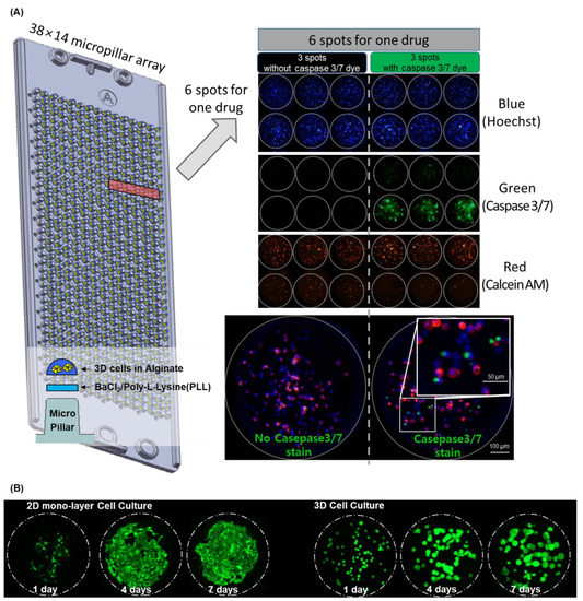 A High Throughput Apoptosis Assay using 3D Cultured Cells