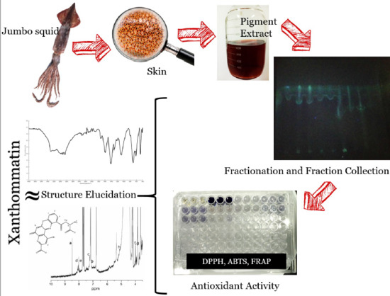 Molecules | Free Full-Text | Xanthommatin is Behind the Antioxidant ...