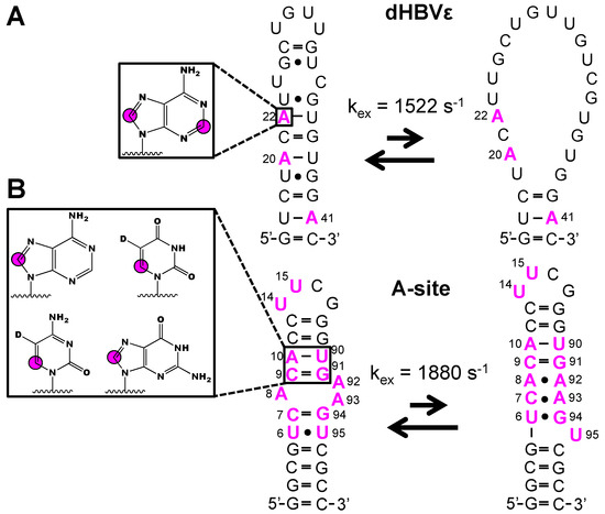Solid-Phase Chemical Synthesis of Stable Isotope-Labeled RNA to Aid ...