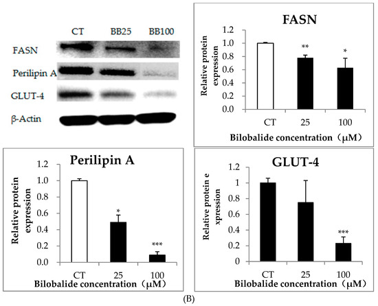 Bilobalide Suppresses Adipogenesis in 3T3-L1 Adipocytes via the AMPK ...