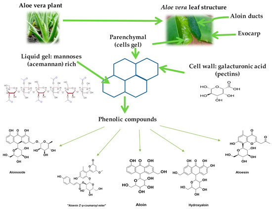 Molecules | Free Full-Text | In vitro Fermentation of Polysaccharides ...