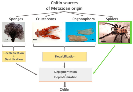 Chitin Examples
