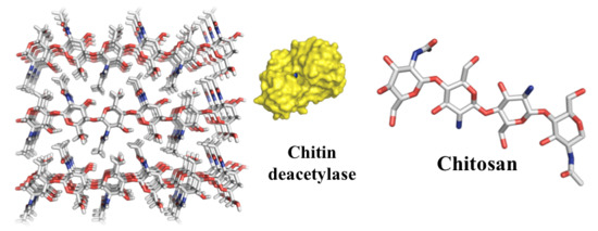Molecules | Free Full-Text | Can we make Chitosan by Enzymatic ...