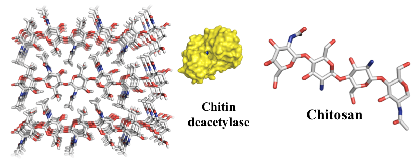 Molecules | Free Full-Text | Can we make Chitosan by Enzymatic ...