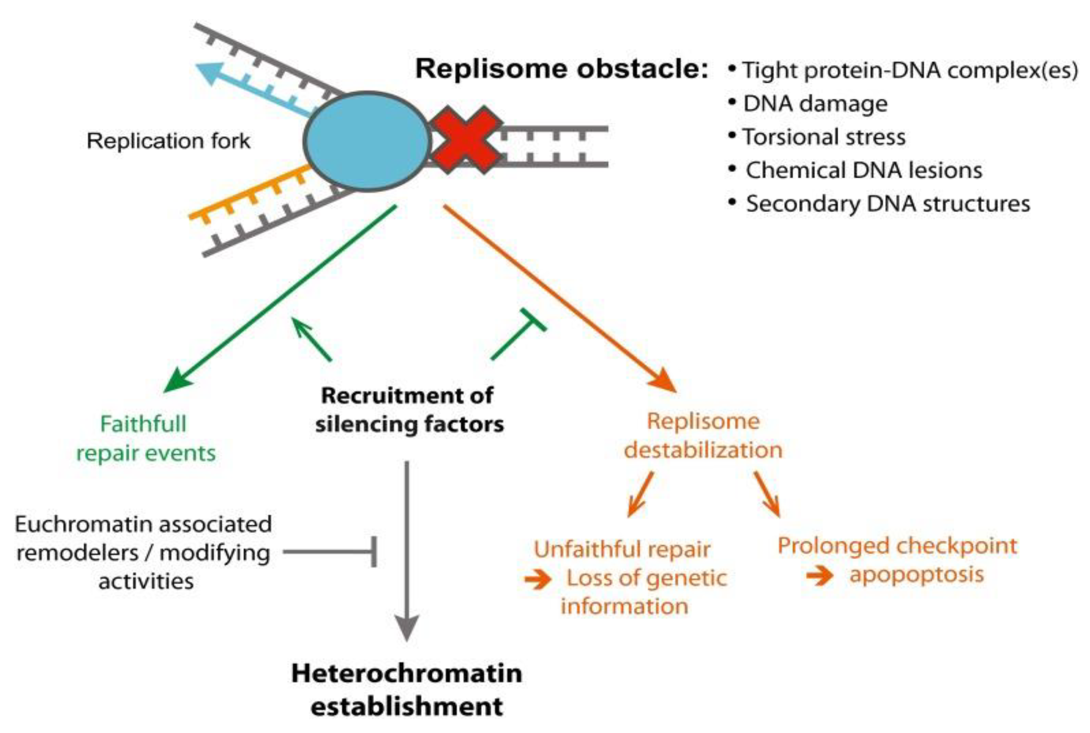 Replication Stress and Consequential Instability of the Genome and ...