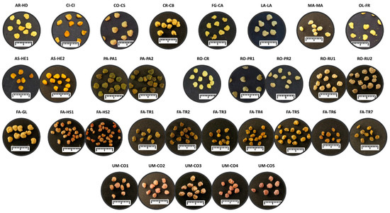 Molecules | Free Full-Text | Morphological, Physicochemical and FTIR ...