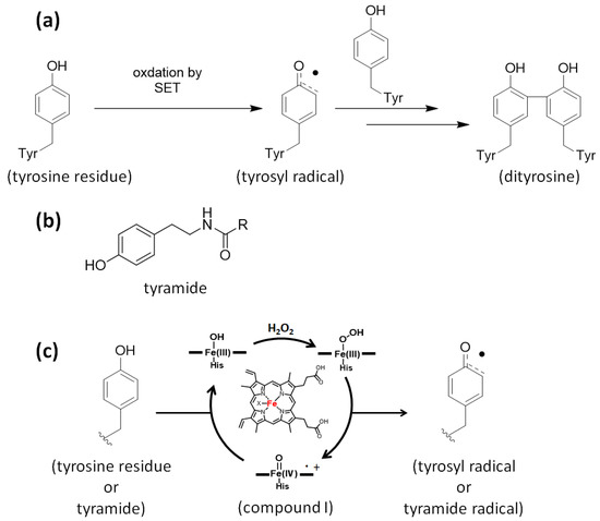 Protein Chemical Labeling Using Biomimetic Radical Chemistry