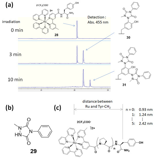 Protein Chemical Labeling Using Biomimetic Radical Chemistry