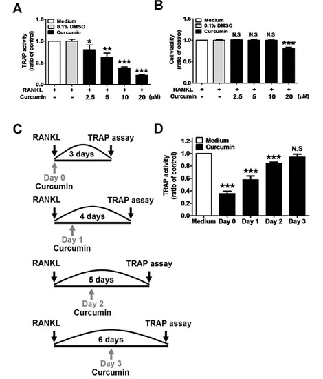 The Effect of Curcumin on the Differentiation of Mesenchymal Stem Cells ...