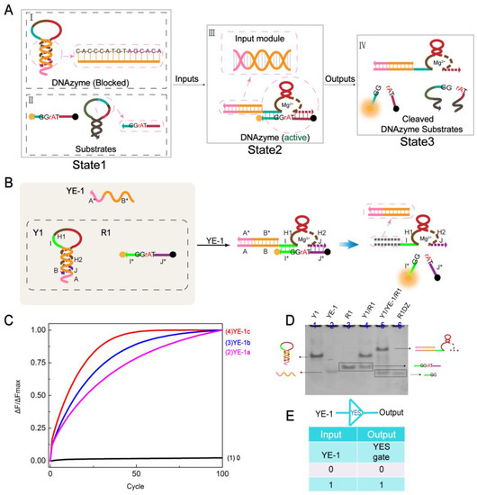 Constructing Controllable Logic Circuits Based on DNAzyme Activity