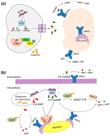 ENPP1, an Old Enzyme with New Functions, and Small Molecule Inhibitors ...