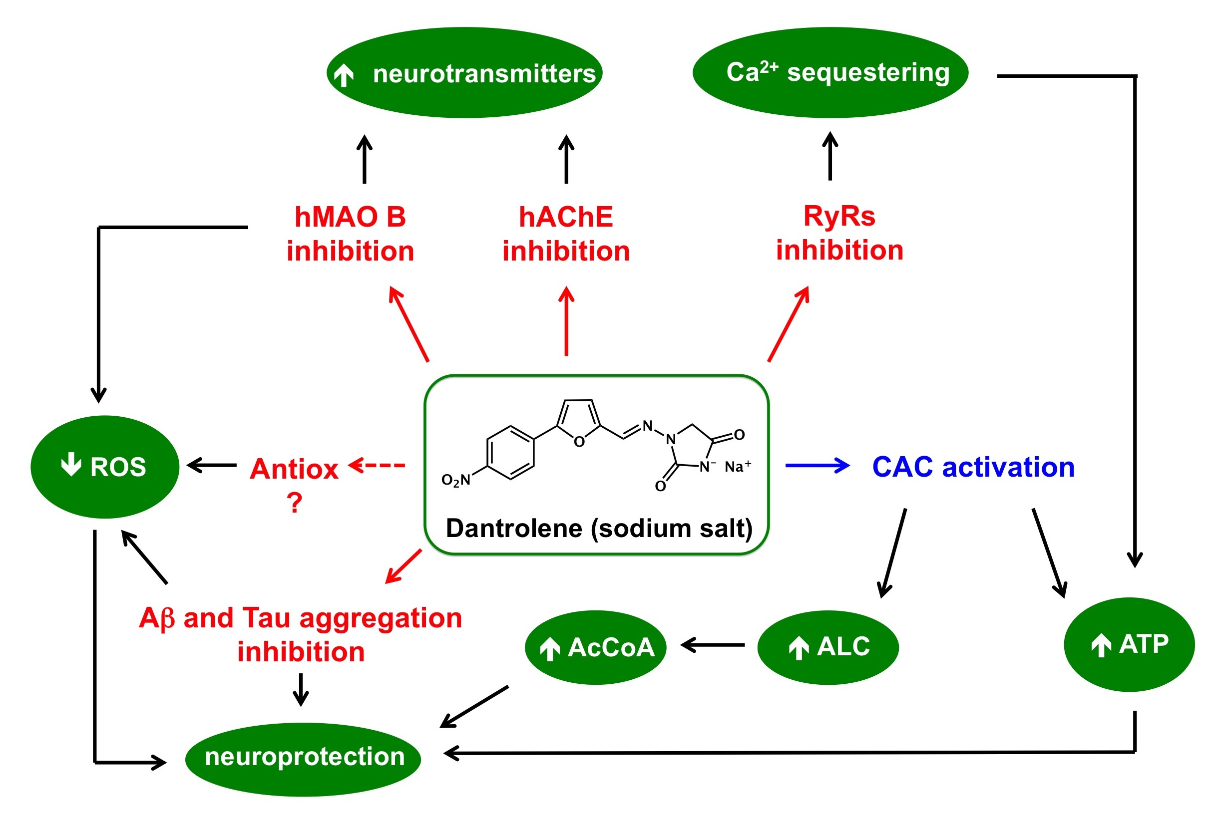 Molecules | Free Full-Text | A Prospective Repurposing of Dantrolene as ...