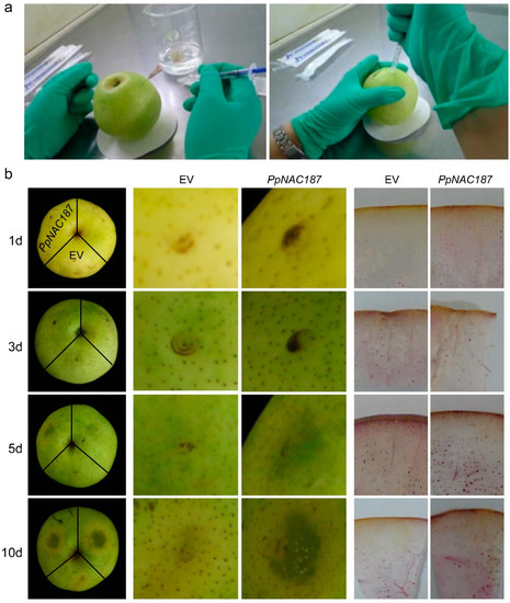 PpNAC187 Enhances Lignin Synthesis in ‘Whangkeumbae’ Pear (Pyrus ...
