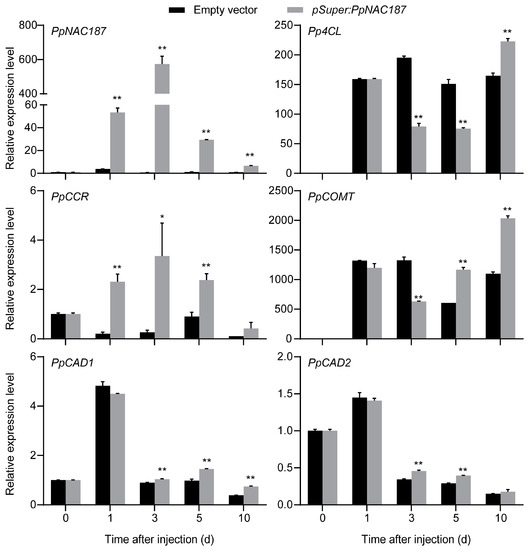 PpNAC187 Enhances Lignin Synthesis in ‘Whangkeumbae’ Pear (Pyrus ...