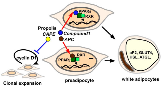 Effects of Propolis Extract and Propolis-Derived Compounds on Obesity ...