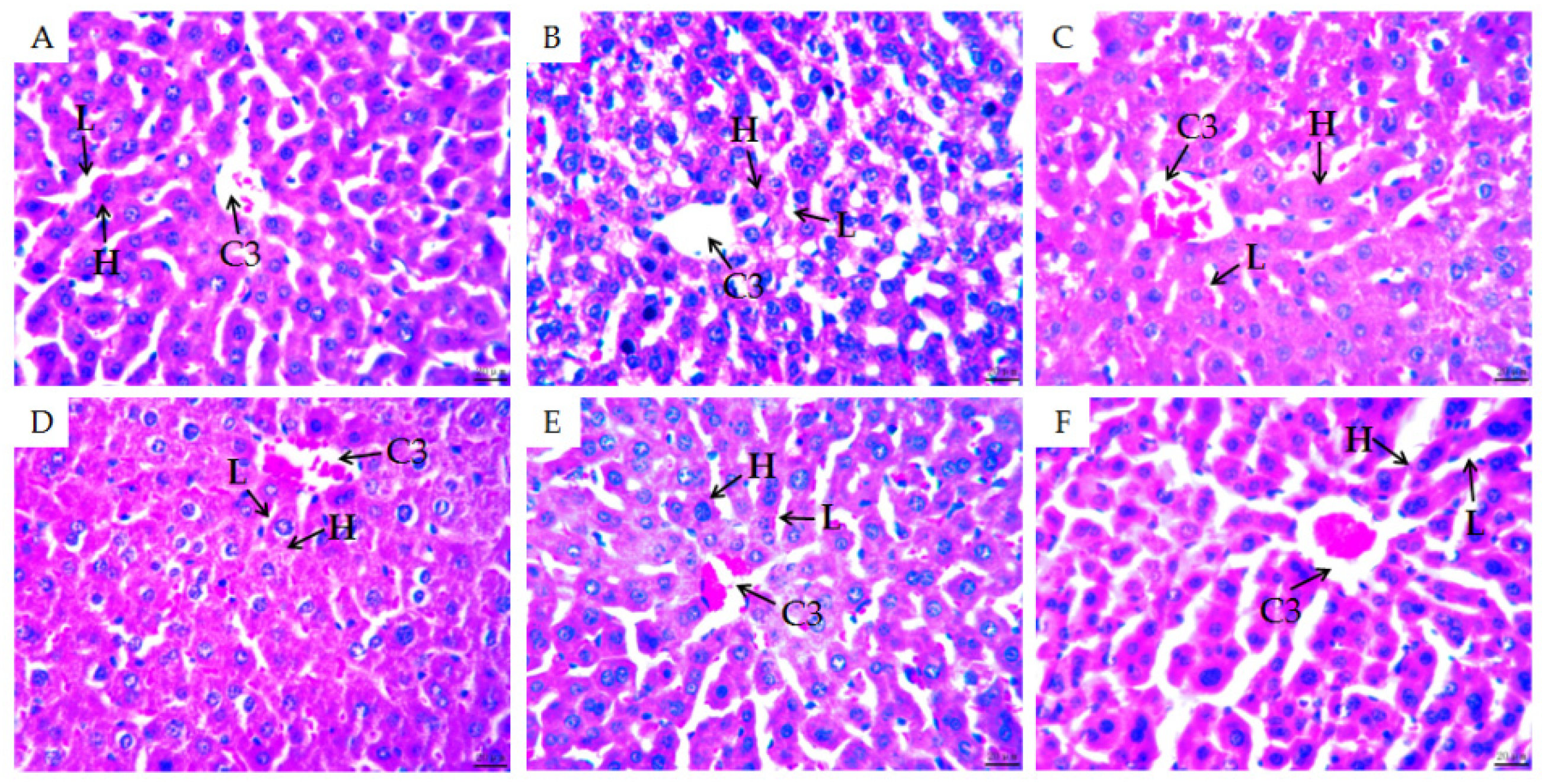 Immunomodulatory Effects of the Meretrix Meretrix Oligopeptide (QLNWD ...