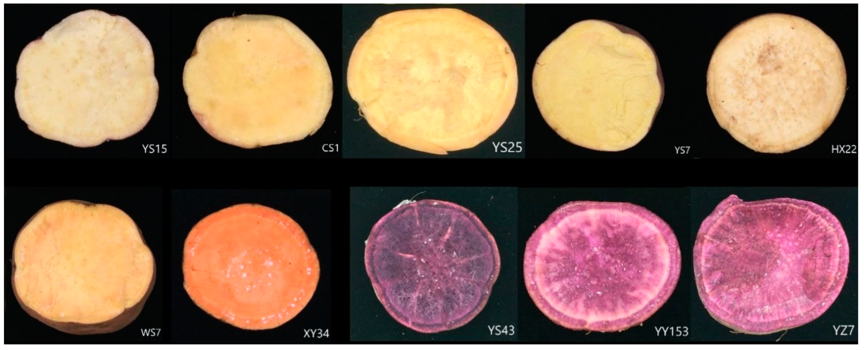 Comparative Assessment of Phenolic Profiles, Cellular Antioxidant and ...