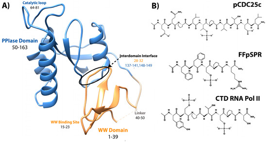 Activity and Affinity of Pin1 Variants