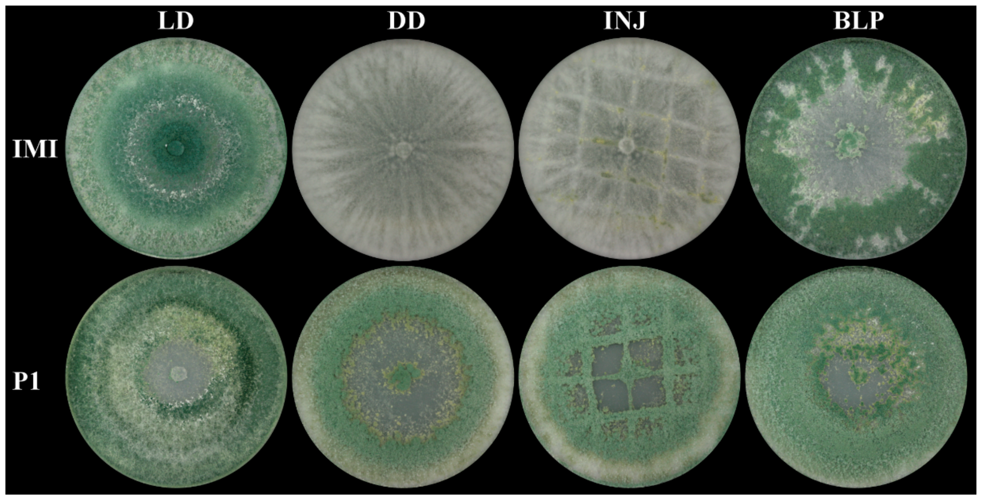The Trichoderma atroviride Strains P1 and IMI 206040 Differ in Their Light-Response and VOC ...