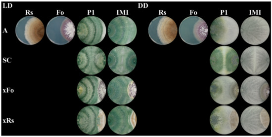 The Trichoderma atroviride Strains P1 and IMI 206040 Differ in Their Light-Response and VOC ...