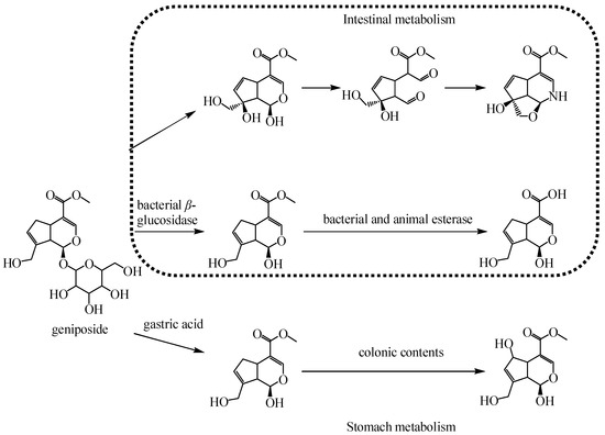 Iridoids: Research Advances in Their Phytochemistry, Biological ...