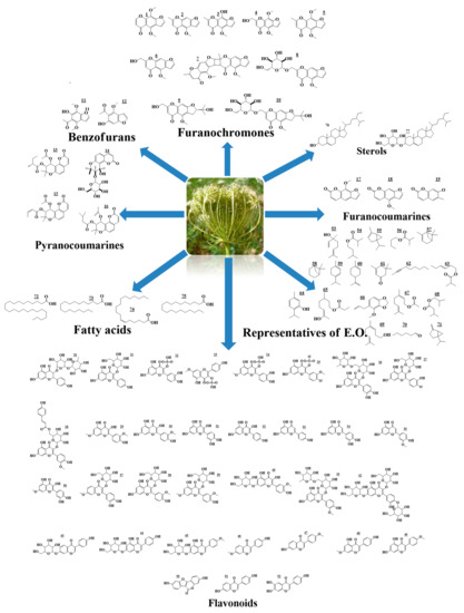 Ammi Visnaga L., a Potential Medicinal Plant: A Review