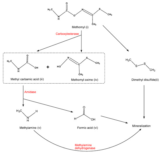 Current Approaches to and Future Perspectives on Methomyl Degradation ...