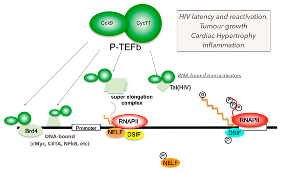 P-TEFb as A Promising Therapeutic Target