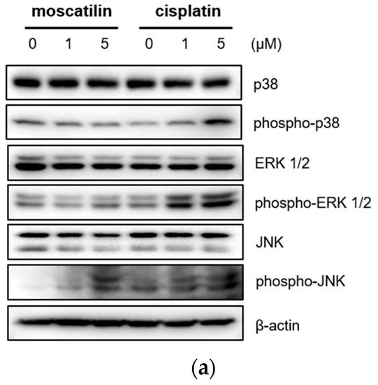 Moscatilin Induces Apoptosis in Human Head and Neck Squamous Cell ...